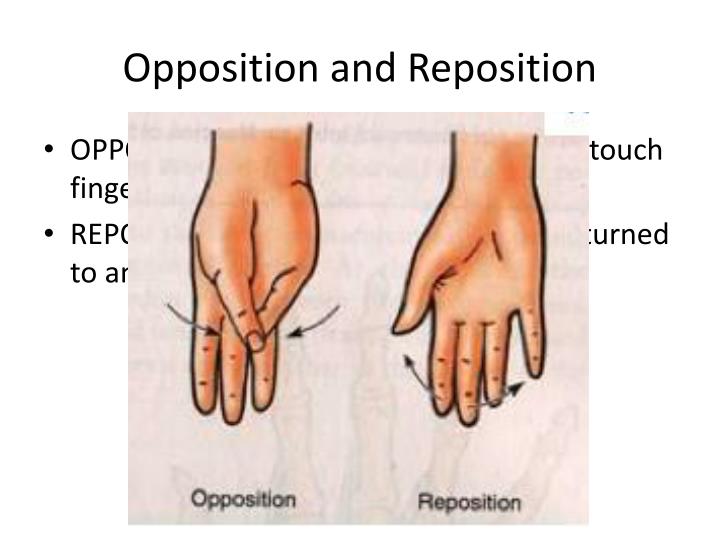 PPT - Anatomical Muscle Movements PowerPoint Presentation - ID:2287787