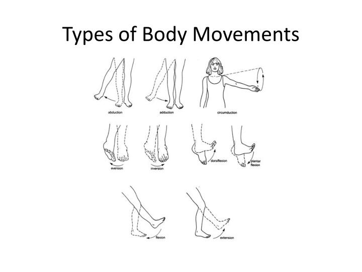 Types Of Body Movements Anatomy And Physiology I