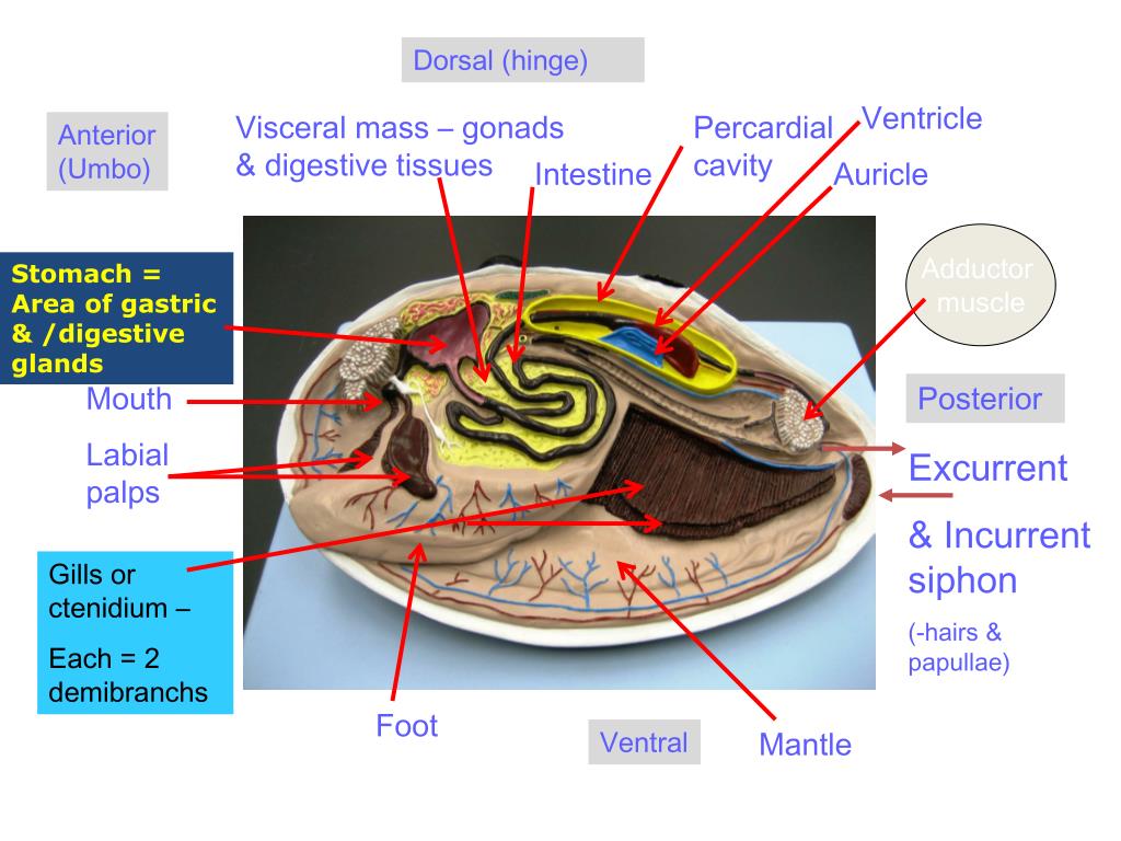PPT - Phylum Mollusca (5 Classes) Polyplaco phora – Many plates on a ...