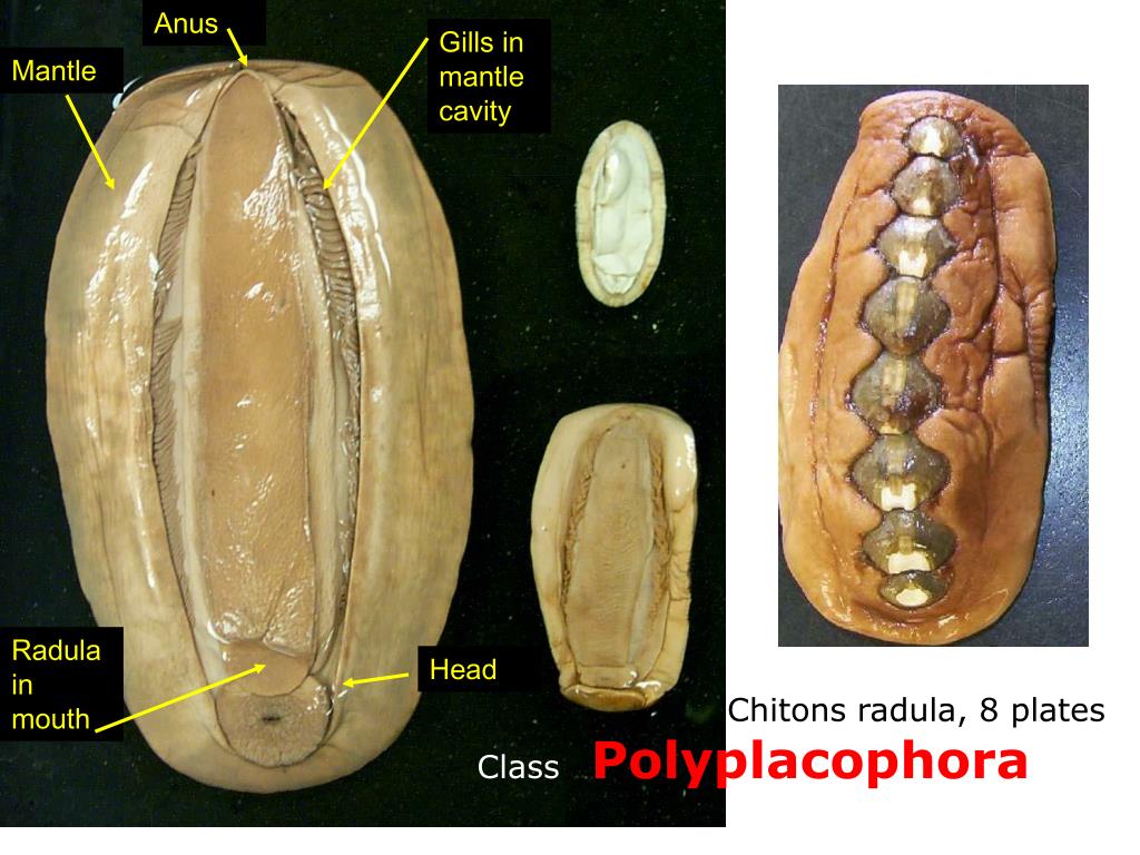 PPT - Phylum Mollusca (5 Classes) Polyplaco phora – Many plates on a ...
