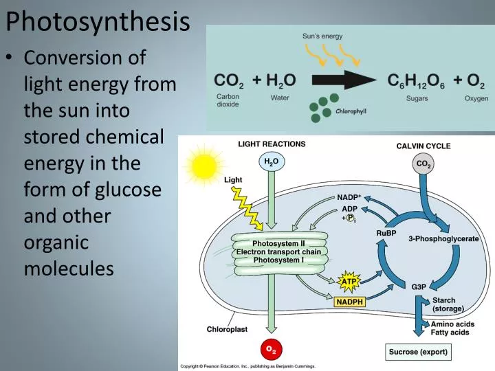PPT - Photosynthesis PowerPoint Presentation, free download - ID:2288381
