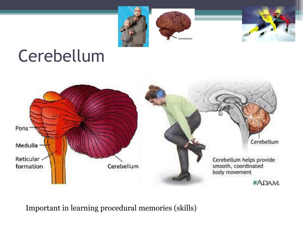 PPT - Learning PowerPoint Presentation, free download - ID:2288687