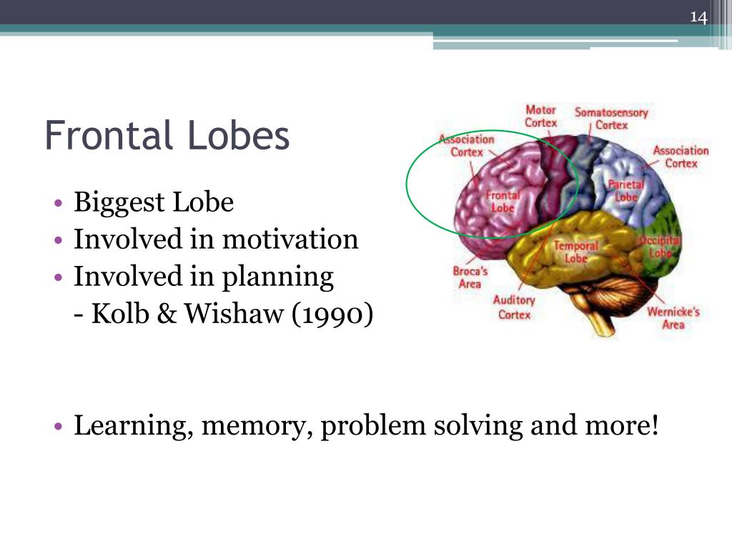 PPT - Understanding Learning and Memory: Key Concepts from Psychology ...