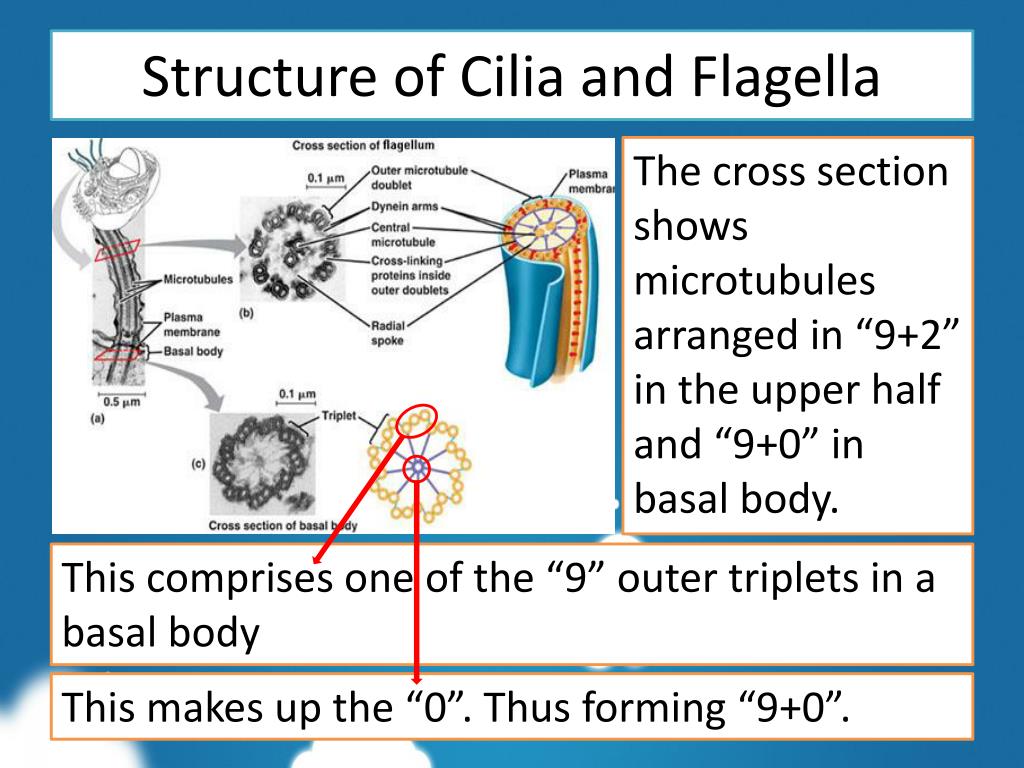 Ppt Flagella And Cilia Powerpoint Presentation Free Download Id