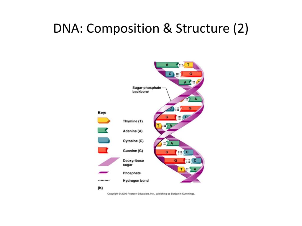 PPT - CELL CHEMISTRY IV Proteins & Nucleic Acids PowerPoint ...