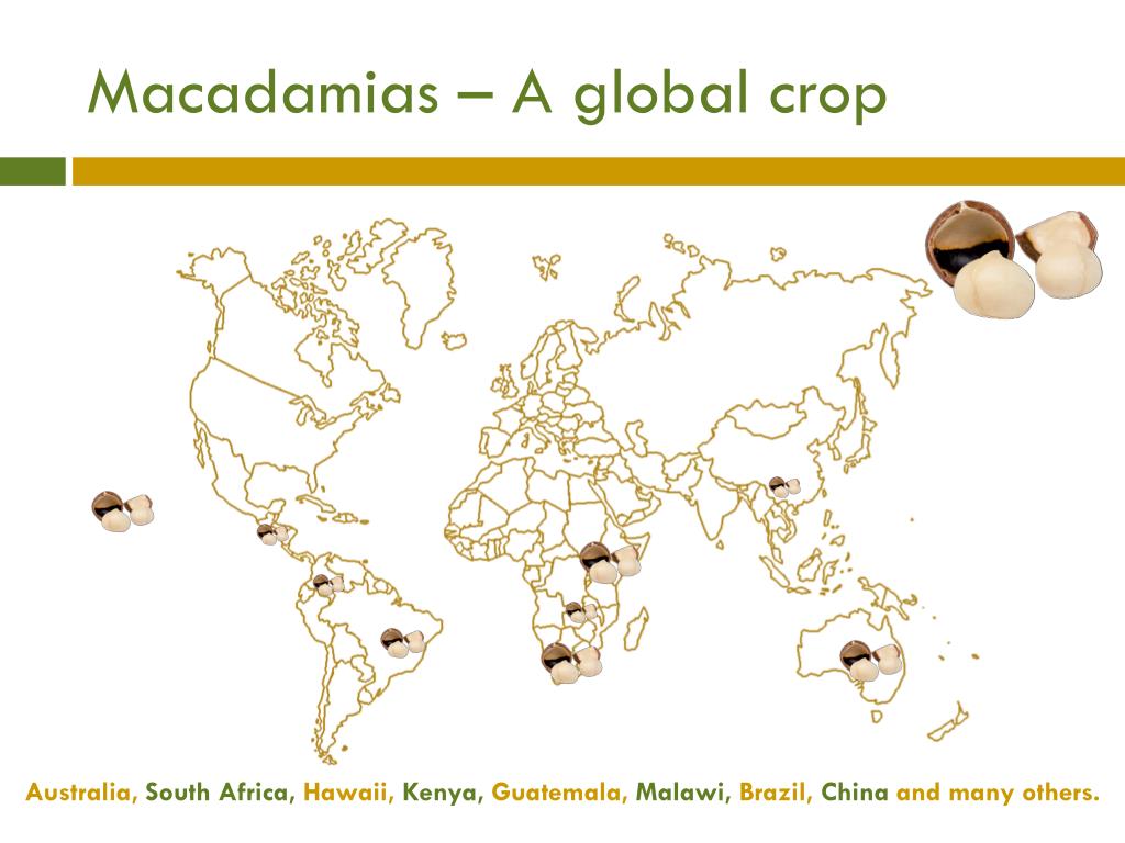 PPT - Macadamia Presentation January 2013 Presented by Kees Blokland ...
