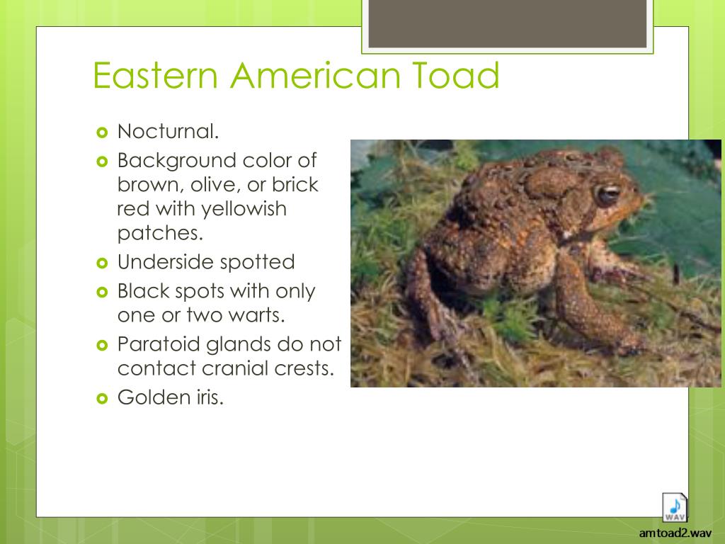 PPT - Frogs and toads of Pennsylvania PowerPoint Presentation, free ...
