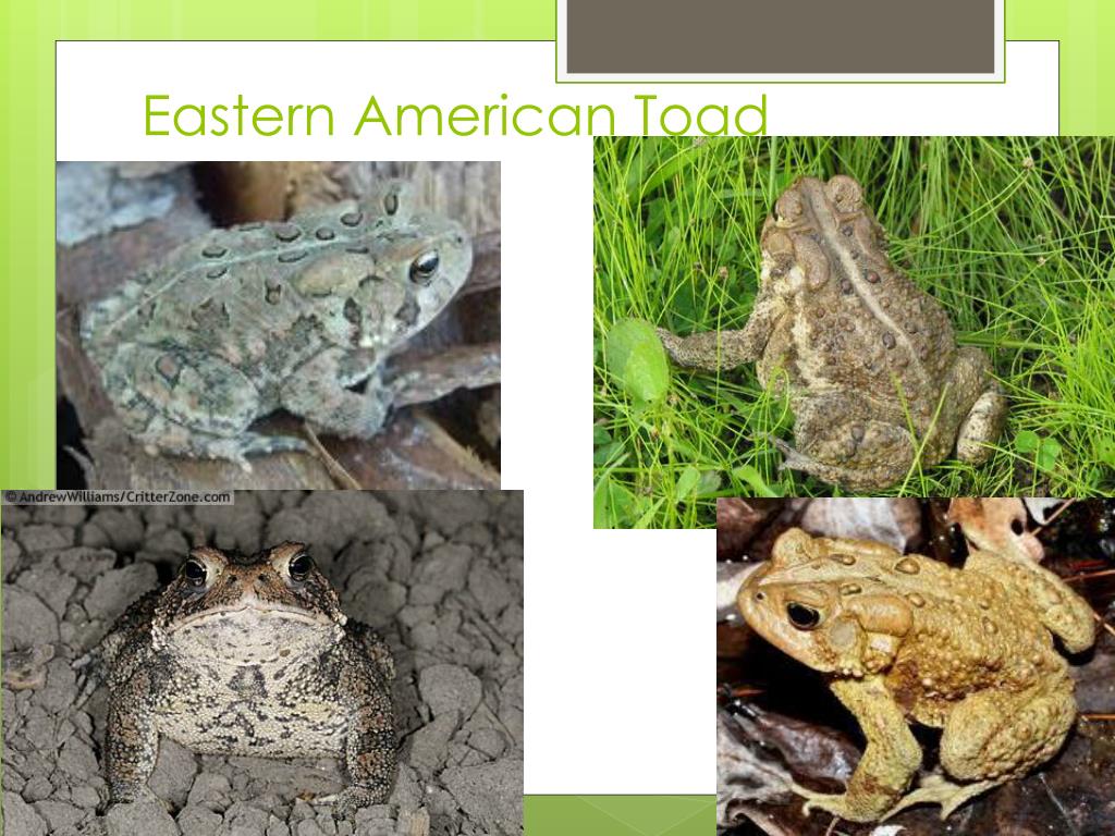 PPT - Frogs and toads of Pennsylvania PowerPoint Presentation, free ...
