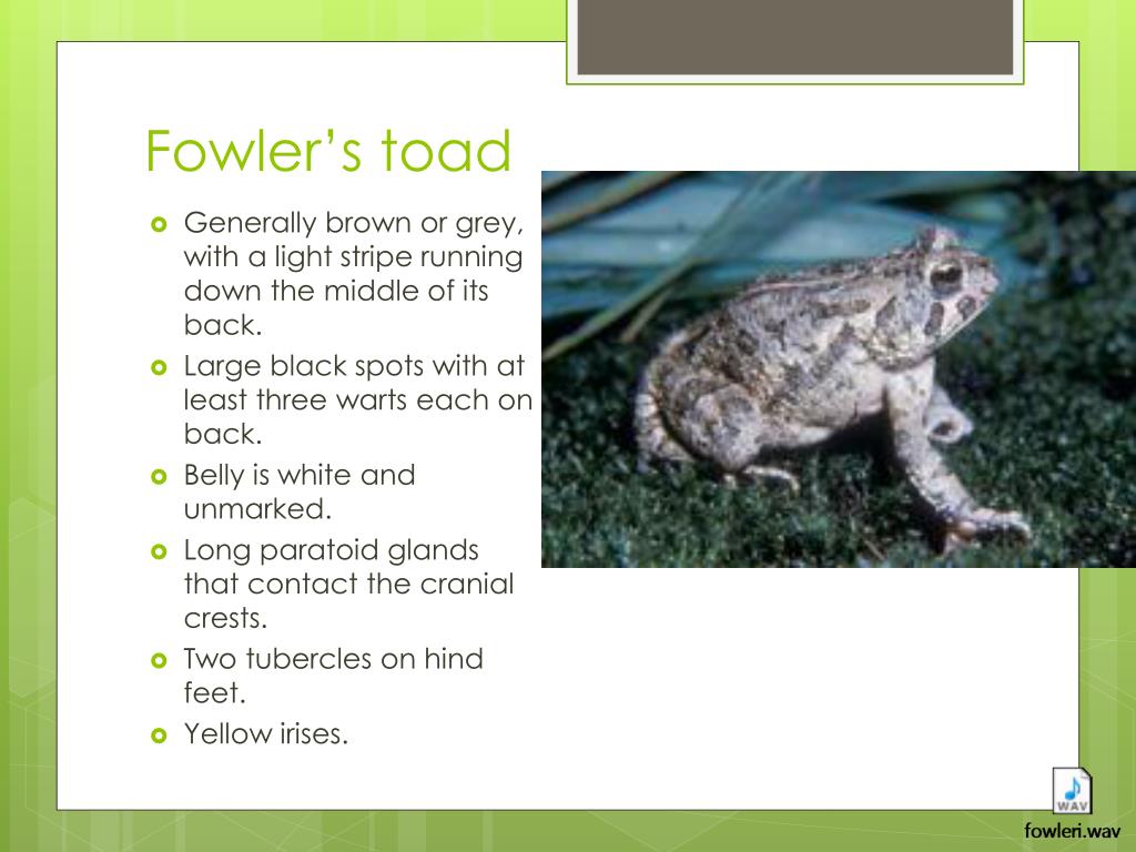PPT - Frogs and toads of Pennsylvania PowerPoint Presentation, free ...