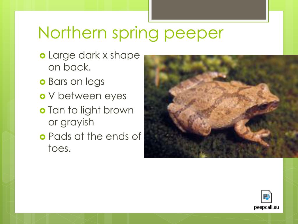 PPT - Frogs and toads of Pennsylvania PowerPoint Presentation, free ...