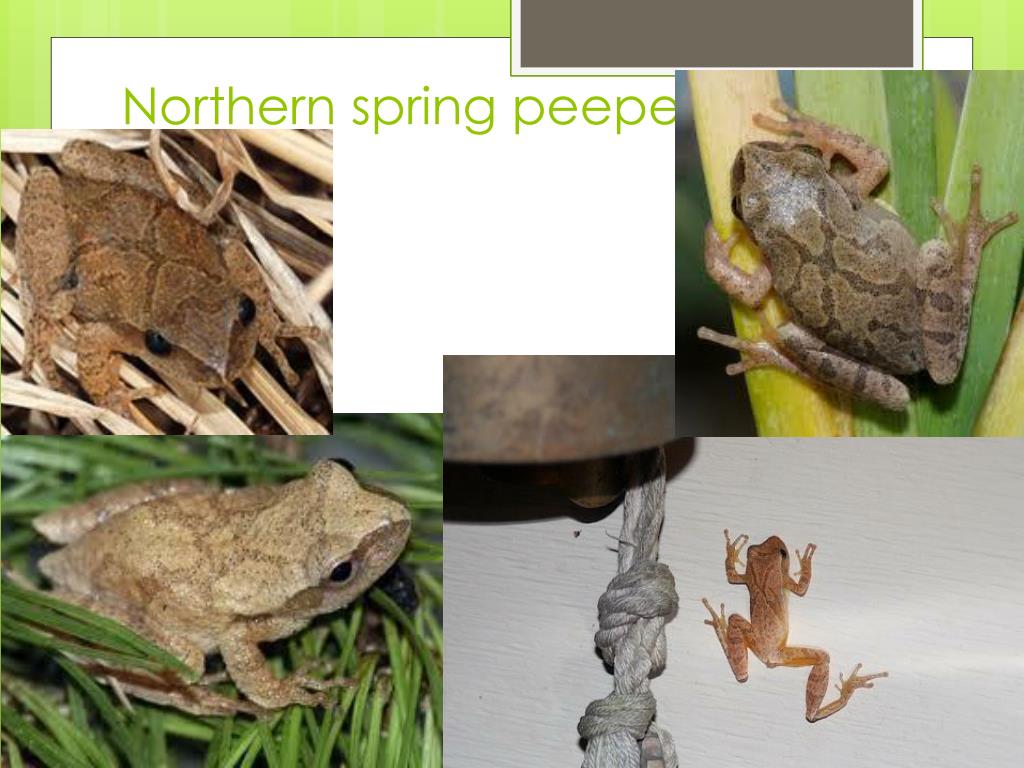 PPT - Frogs and toads of Pennsylvania PowerPoint Presentation, free ...