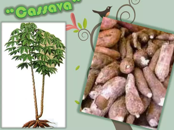 PPT - “Cassava” PowerPoint Presentation, free download - ID:2290302