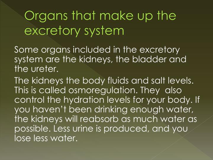 PPT - The excretory system PowerPoint Presentation - ID:2290743
