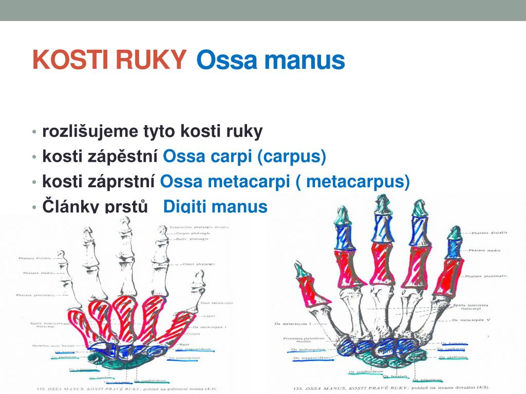 PPT - POHYBOVÝ SYSTÉM – Kostra horní končetiny III PowerPoint ...