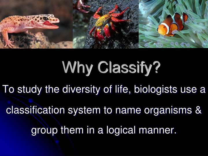 PPT - Classification/Taxonomy PowerPoint Presentation - ID:2291404