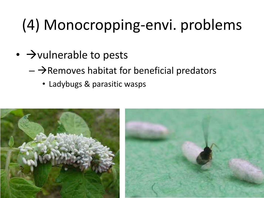 PPT - The Green R evolution and Industrial Agriculture PowerPoint ...