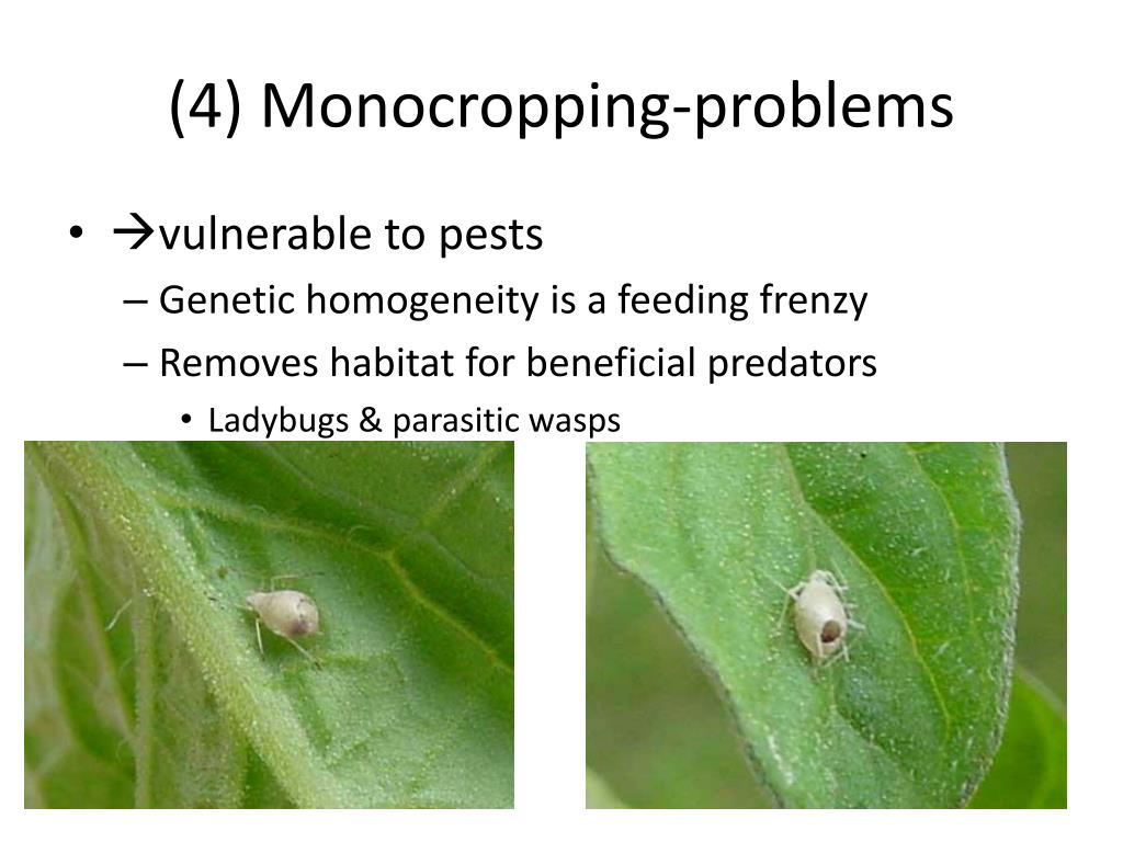 PPT - The Green R evolution and Industrial Agriculture PowerPoint ...