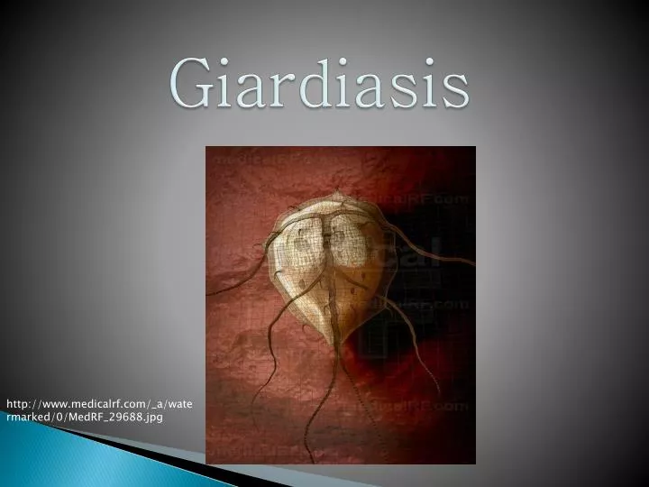 PPT - Giardiasis PowerPoint Presentation, free download - ID:2292004