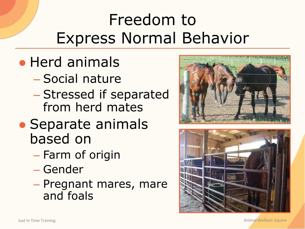 PPT - Animal Welfare During Animal Health Emergencies PowerPoint ...