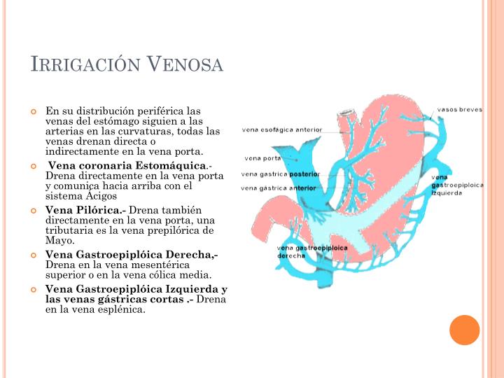 Ppt Fisiopatologia Gastrica Powerpoint Presentation Id 2292333