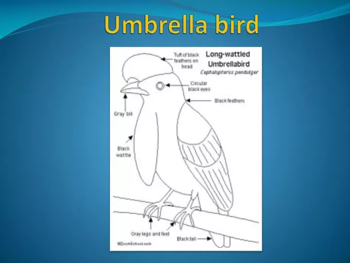 PPT - Umbrella bird PowerPoint Presentation, free download - ID:2292448