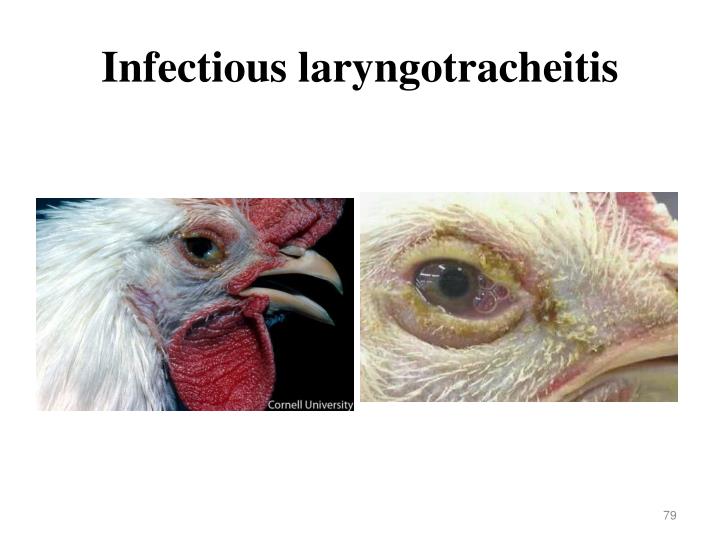 PPT - COMMERCIAL BROILERS PowerPoint Presentation - ID:2292615
