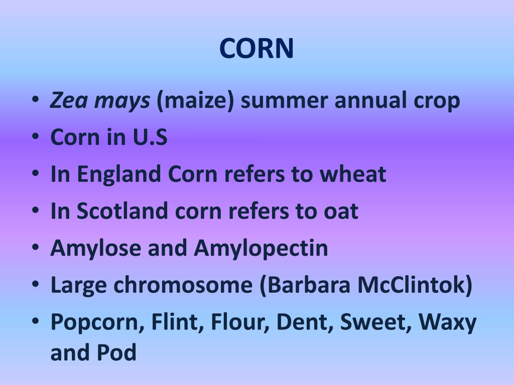 PPT - FAMILY POACEAE (GRASS FAMILY) PowerPoint Presentation, free ...