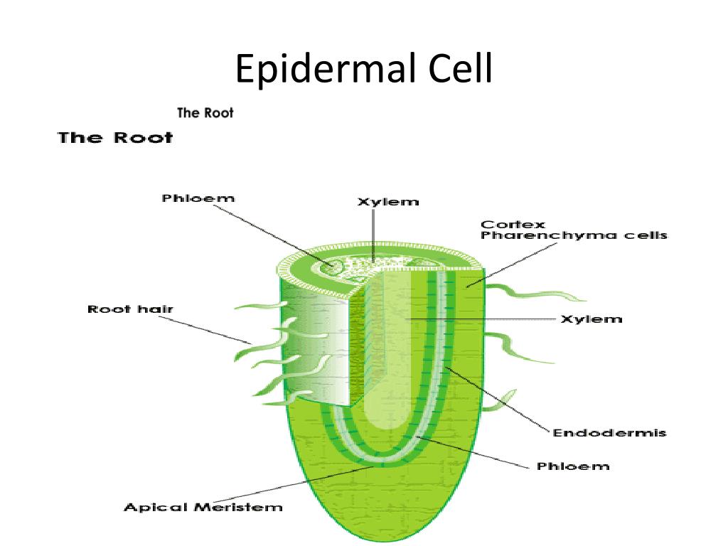 PPT - Animal and Plant Systems and Ecology PowerPoint Presentation ...