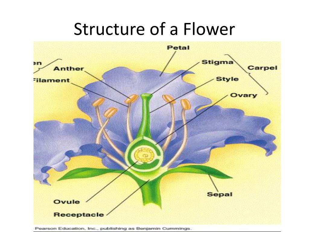 PPT - Animal and Plant Systems and Ecology PowerPoint Presentation ...