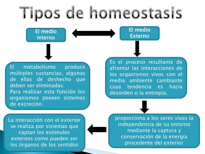 PPT - Liquido extracelular: El medio interno y Homeostasis PowerPoint ...