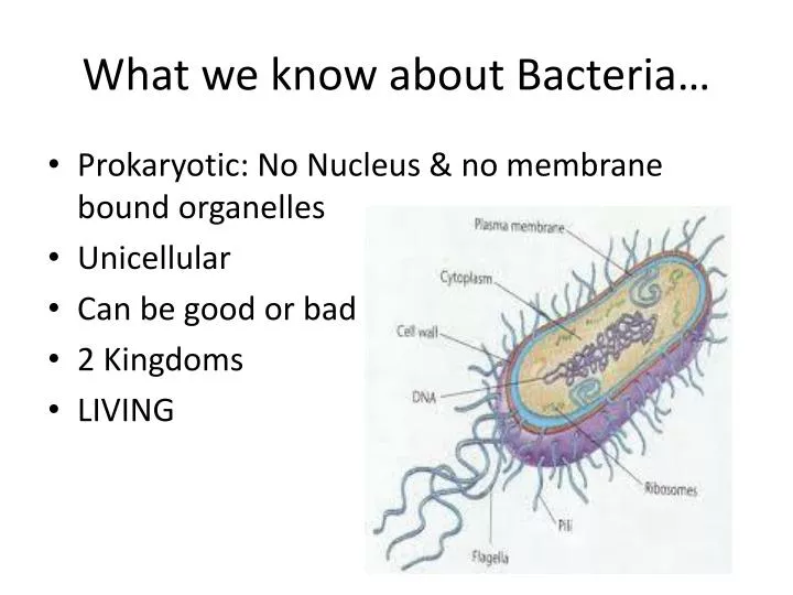 PPT - What we know about Bacteria… PowerPoint Presentation, free ...