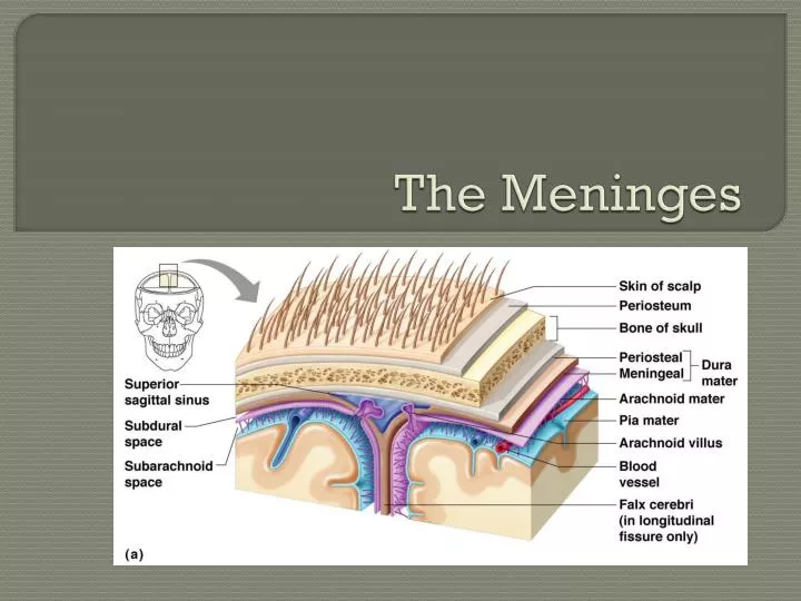 PPT - The Meninges PowerPoint Presentation, free download - ID:2293817