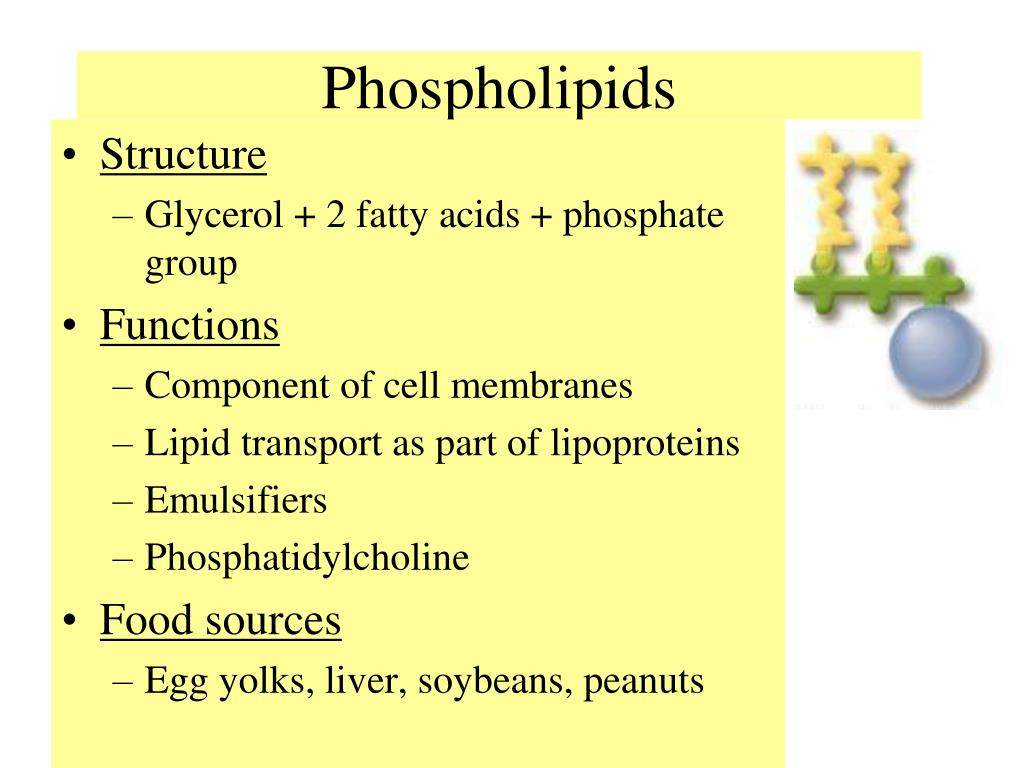 PPT - Food Biotechnology Dr. Kamal E. M. Elkahlout Food Biochemistry 2 ...