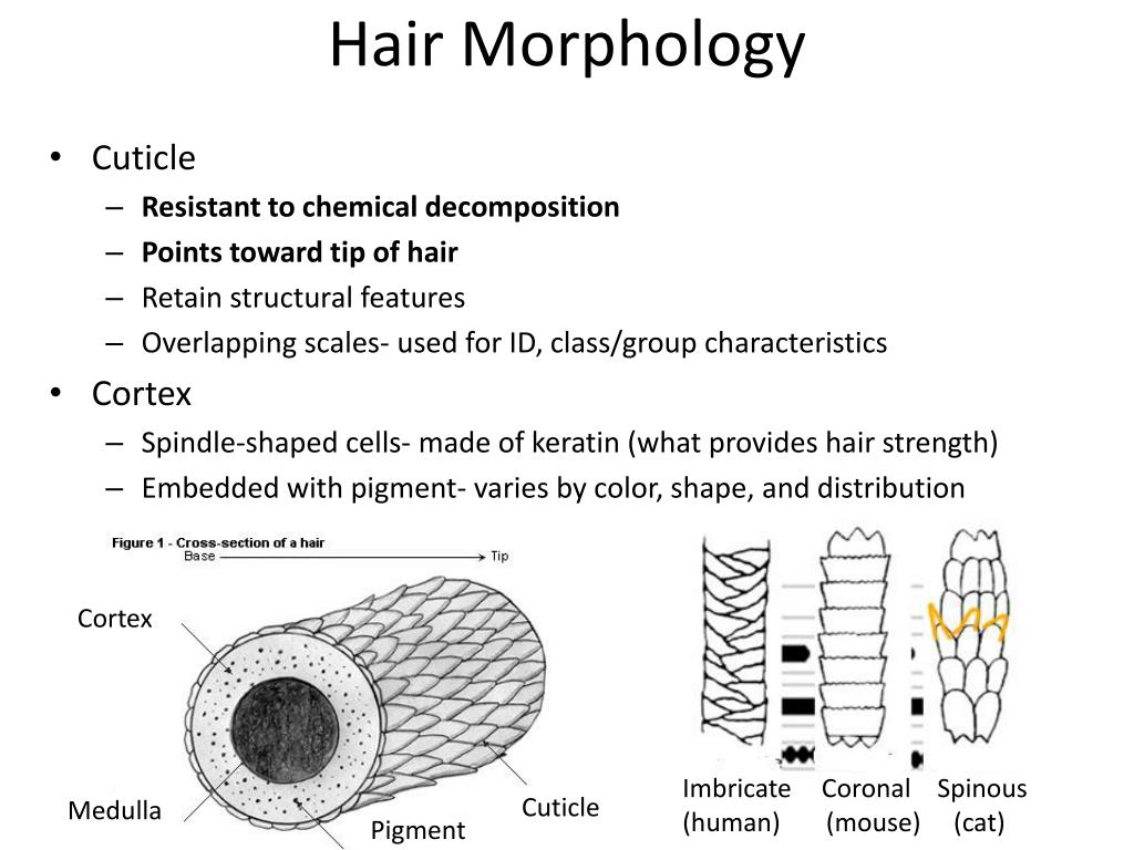 PPT - Physical Evidence Hair, Fiber, Documents, & Geology PowerPoint ...