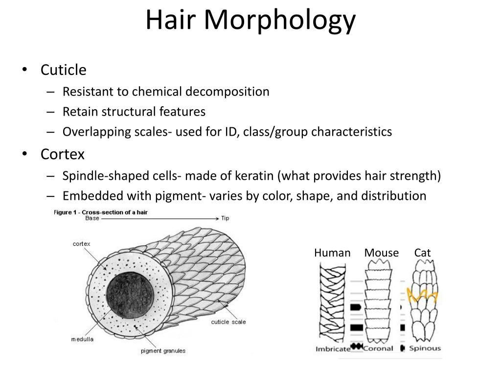 PPT - Physical Evidence Hair, Fiber, Documents, & Geology PowerPoint ...
