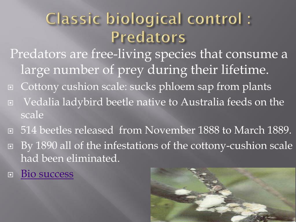 PPT - Do the costs of synthetic pesticides outweigh their benefits ...
