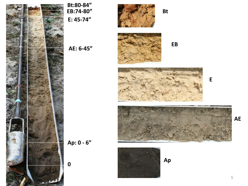 PPT - Comparison of Candler Sand and Adamsville Fine Sand PowerPoint ...