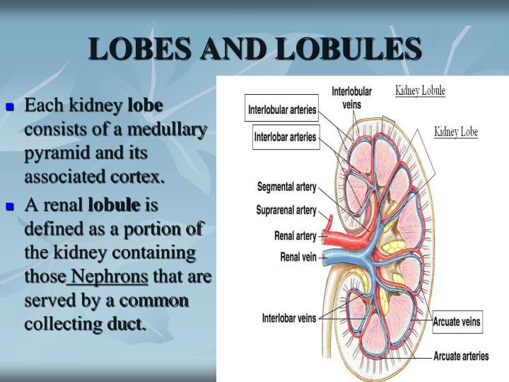 PPT - HISTOLOGY OF KIDNEY PowerPoint Presentation - ID:2297413