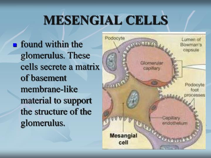 PPT - HISTOLOGY OF KIDNEY PowerPoint Presentation - ID:2297413