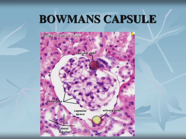 PPT - HISTOLOGY OF KIDNEY PowerPoint Presentation - ID:2297413