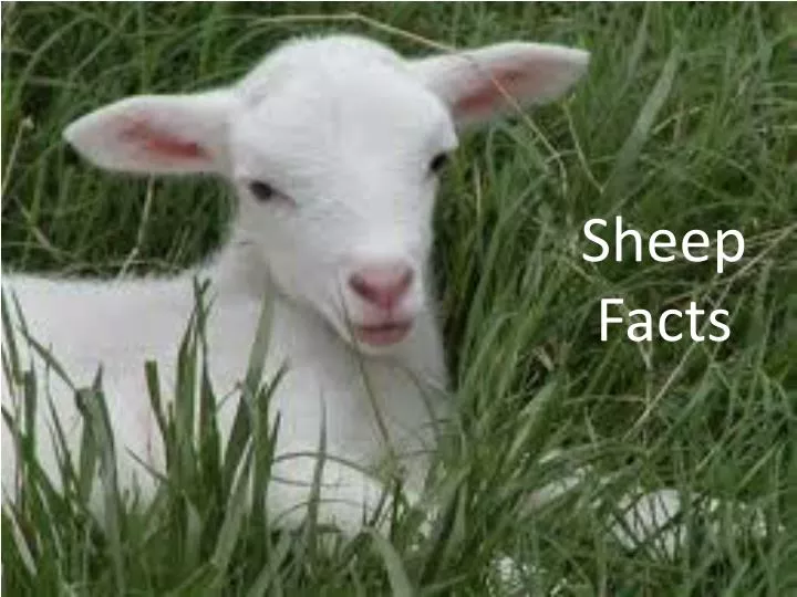 PPT - Sheep Facts PowerPoint Presentation, free download - ID:2297589