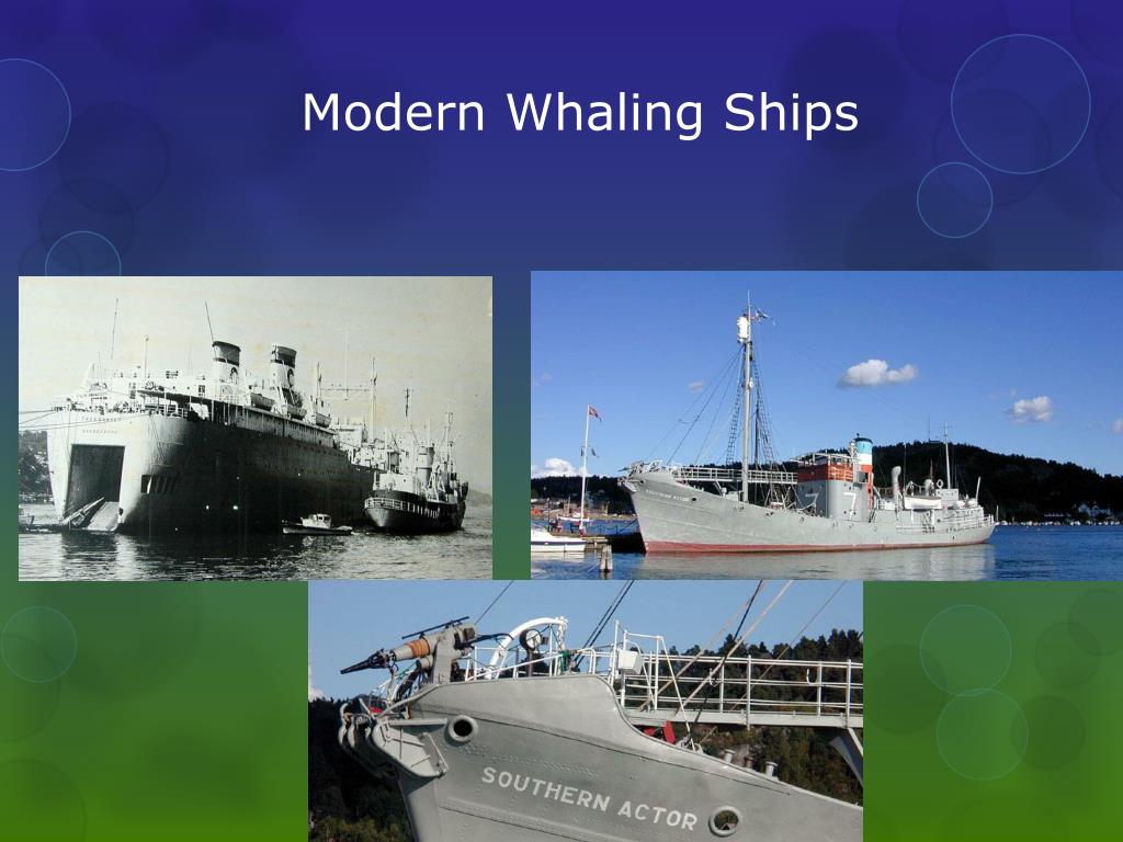 PPT - Modern Whaling IWC, Greenpeace & the Modern Industry PowerPoint ...