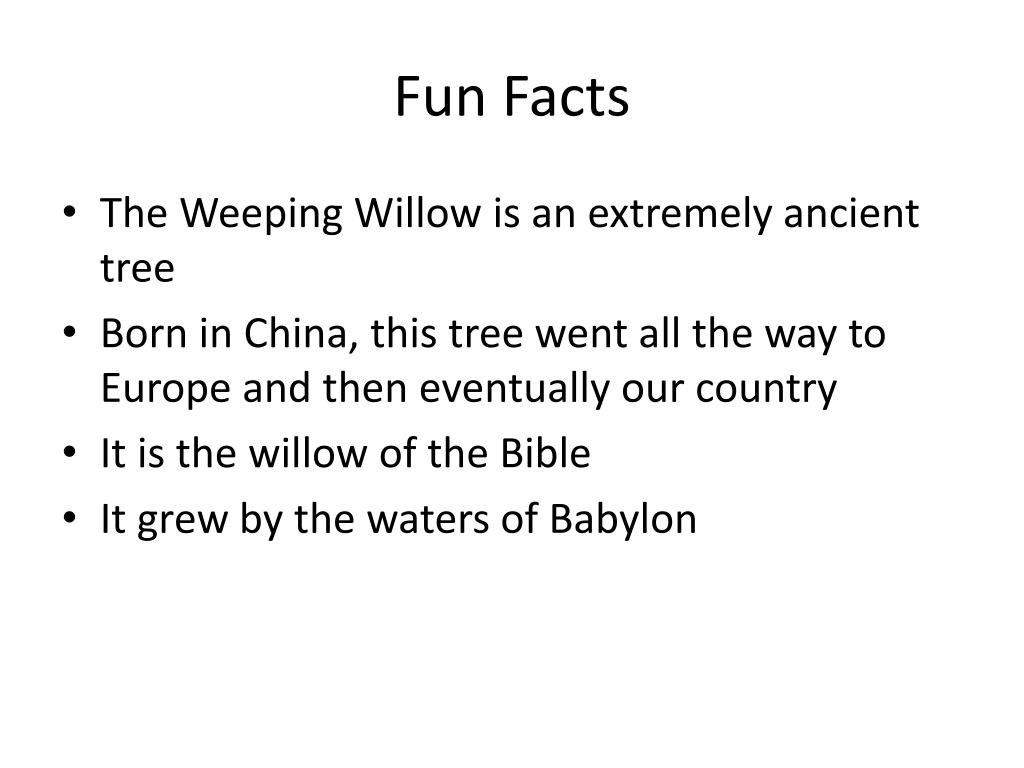 PPT - The Wonderful Weeping Willow Salix babylonica By Markey Battle and Trevor Poppe PowerPoint ...