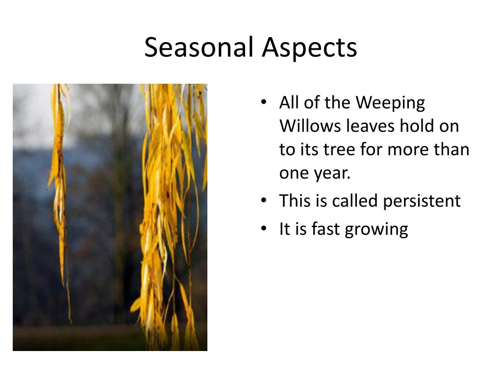 PPT - The Wonderful Weeping Willow Salix babylonica By Markey Battle and Trevor Poppe PowerPoint ...