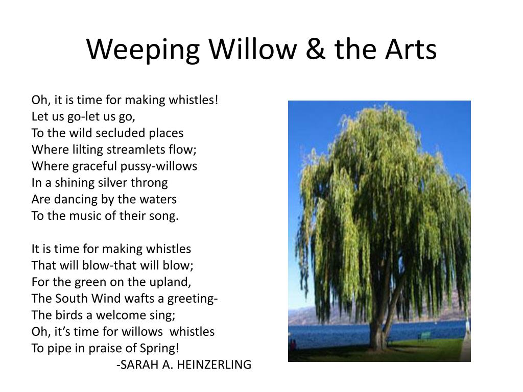 PPT - The Wonderful Weeping Willow Salix babylonica By Markey Battle and Trevor Poppe PowerPoint ...