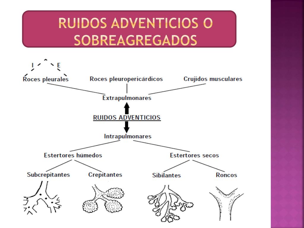 PPT - MODIFICACIONES PATOLÓGICAS DE LOS RUIDOS RESPIRATORIOS PowerPoint ...