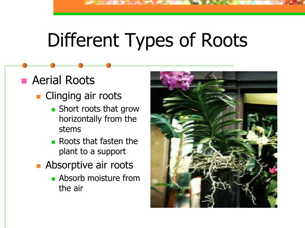 PPT - Plant Anatomy & Physiology PowerPoint Presentation, free download ...