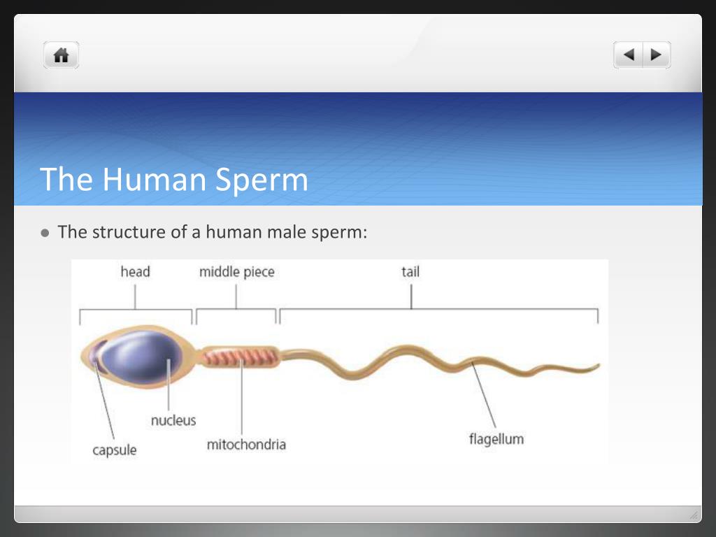PPT - Human Reproduction PowerPoint Presentation, free download - ID ...