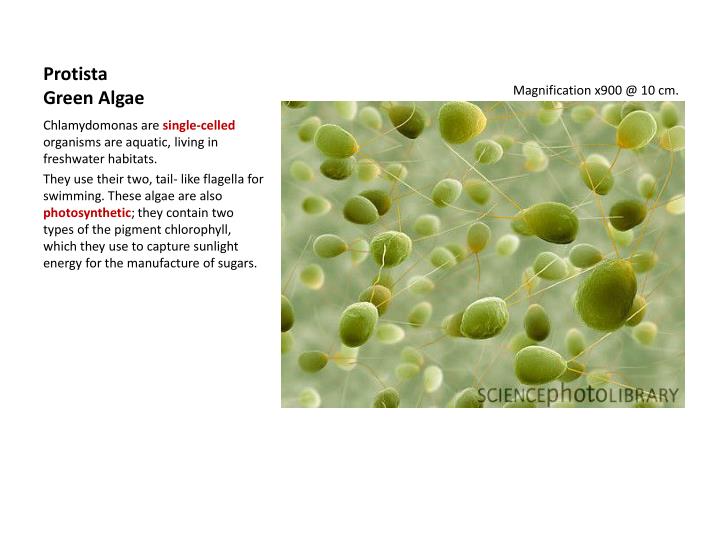 PPT - Classification of organisms PowerPoint Presentation - ID:2299876