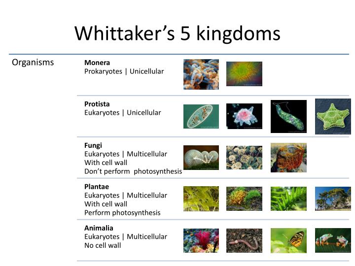 PPT - Classification of organisms PowerPoint Presentation - ID:2299876